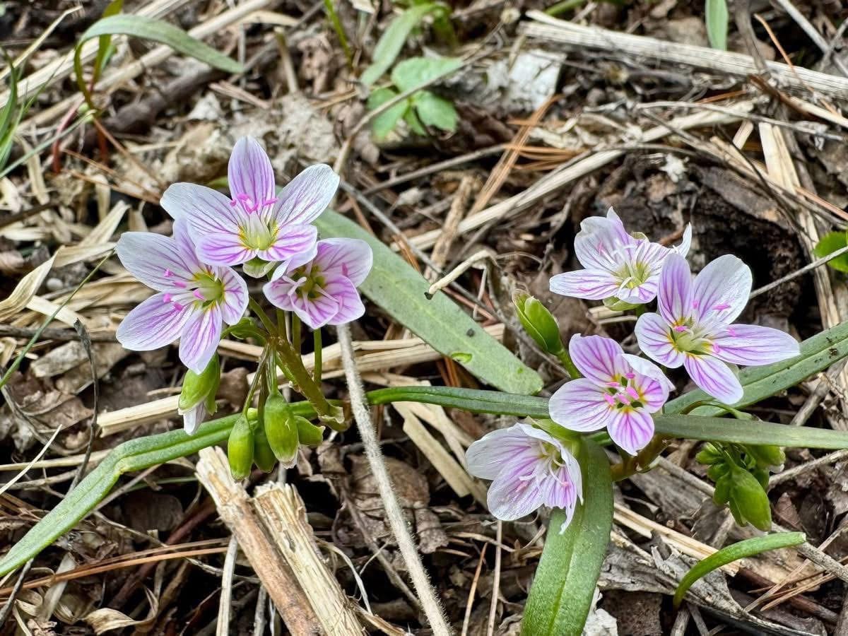 Rockton-Roscoe News: Saturday, Jan. 24, 2026