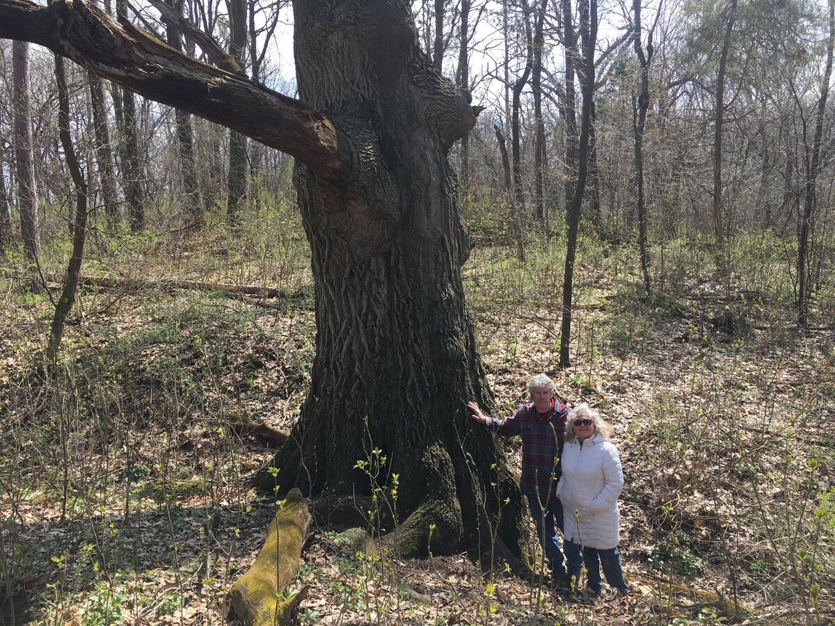 Roscoe area may have another state champion tree