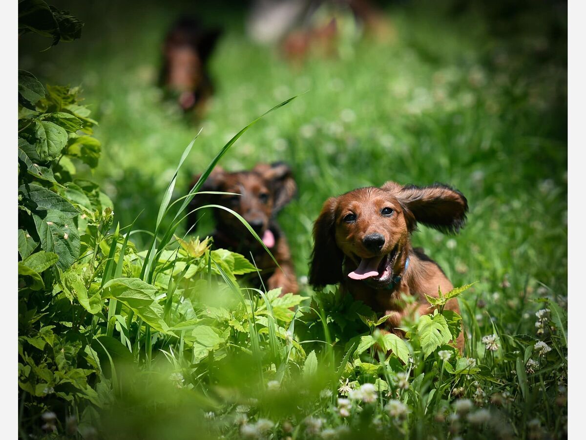 Dog sports in Roscoe: the Dachshund Field Trials
