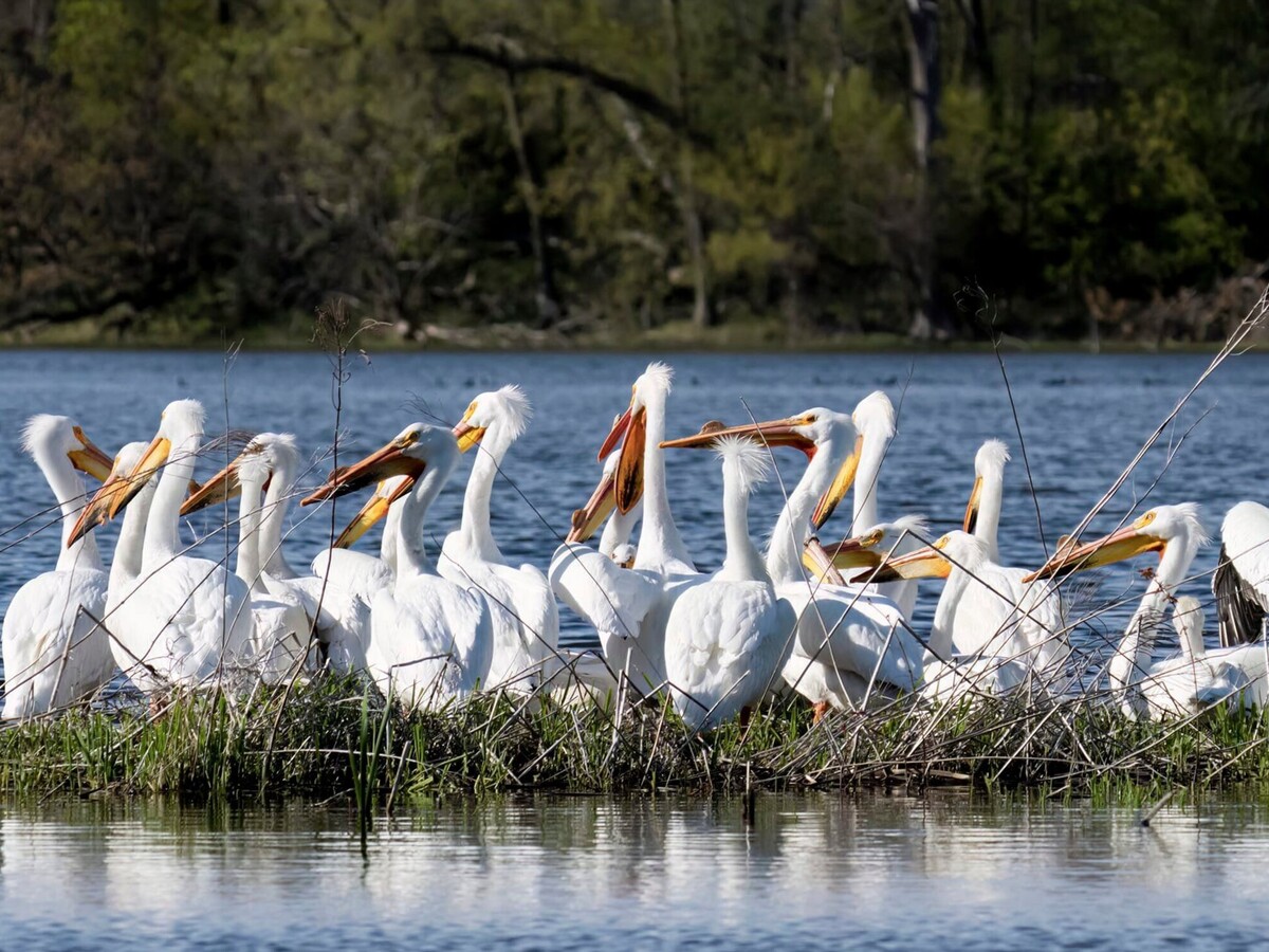 Nygren Wetland fundraiser is for the birds