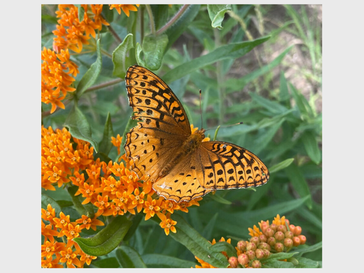 Guided Butterfly Hike at Kieselburg