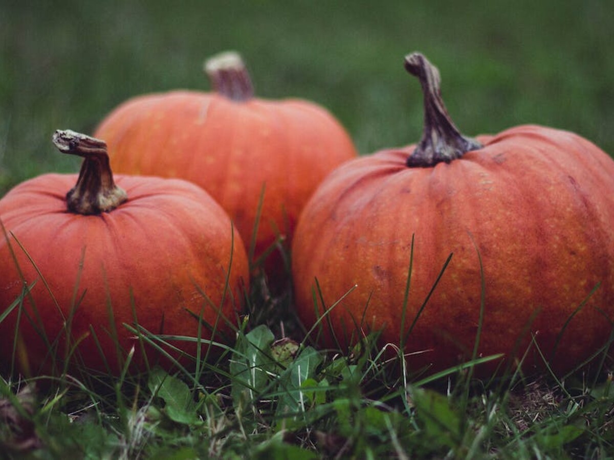 Pumpkin Patch Food Drive